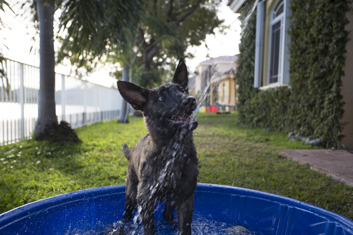 FURRY SUPERHEROES BOUND INTO THE TELUS IMAX THEATRE | Old Port of Montréal