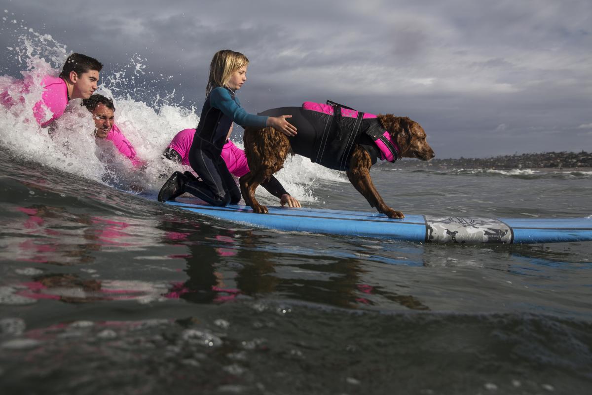 FURRY SUPERHEROES BOUND INTO THE TELUS IMAX THEATRE | Old Port of Montréal